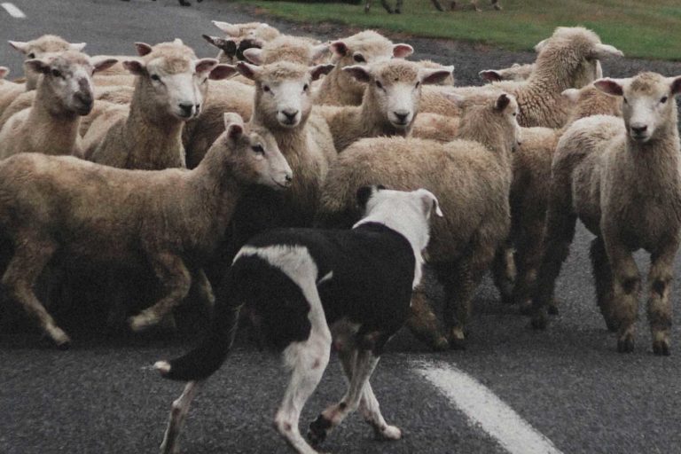 2025 National Kelpie Field Trial – entries close 1st July 2025 - Dog ...