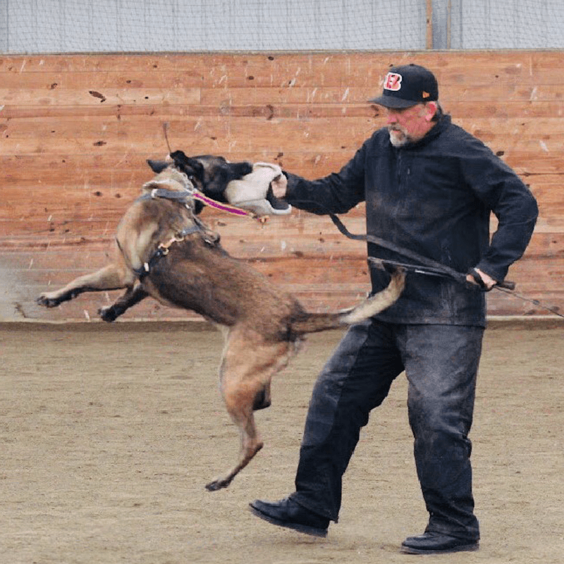 Home - Dog Training Online