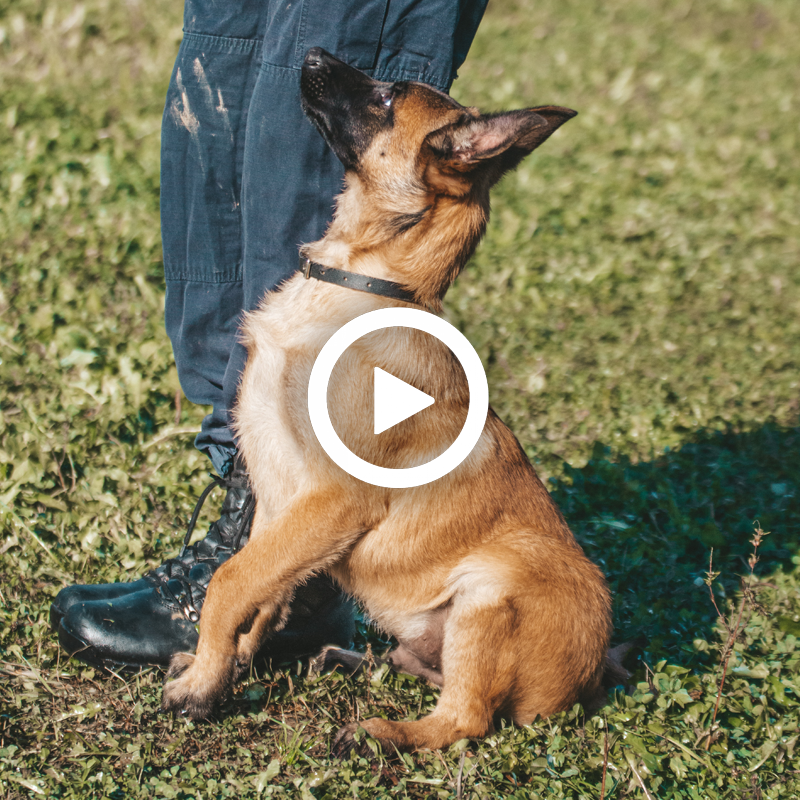 Home - Dog Training Online